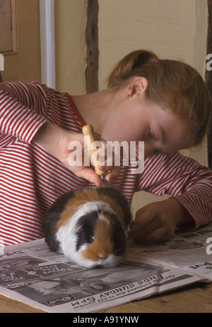 guinea pig with combs Stock Photo - Alamy