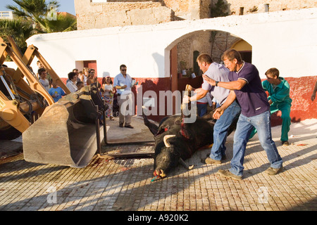 dead bull taken from bullring in Tarifa with blood on pavement or blood ...