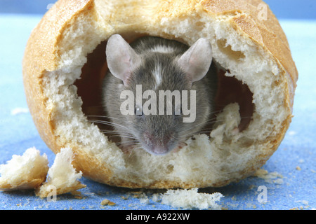 fancy mouse - in bread roll Stock Photo - Alamy