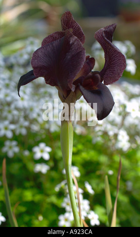 Black Iris, Iris nigricans, Iridaceae. Jordan. The national flower of ...