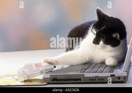Domestic cat plays with computer on office desk Stock Photo - Alamy