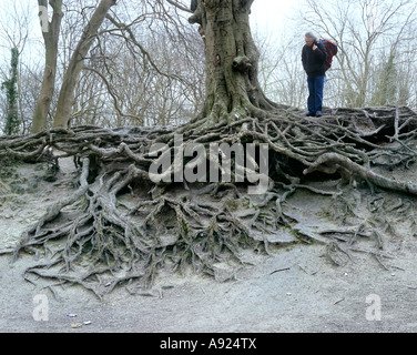 Beech tree with root system exposed Stock Photo - Alamy