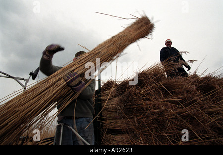 Harvesting Reed Beds on the River Tay near Dundee Scotland The Reeds ...