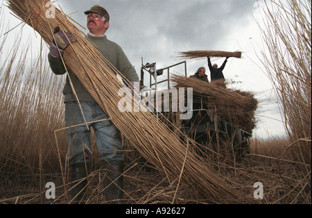 Harvesting Reed Beds on the River Tay near Dundee Scotland The Reeds ...
