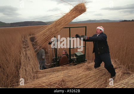 Harvesting Reed Beds on the River Tay near Dundee Scotland The Reeds ...