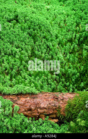 Green moss in pine trunk tree in Galicia of Spain Stock Photo - Alamy