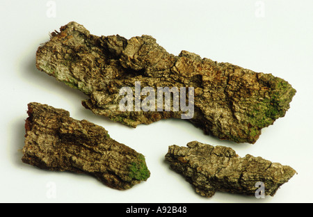 Medicinal plant bork bark of the oak tree cortex quercus Eichenrinde Stock Photo - Alamy