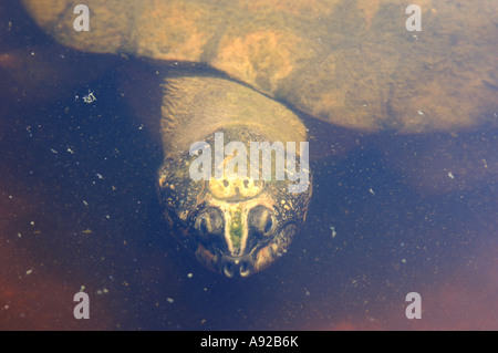 An Amazonian Giant River Turtle (Podocnemis expansa) swimming in the ...