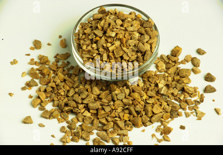 Medicinal plant spice Zitwer Curcuma zedoria Zitwer root Stock Photo ...