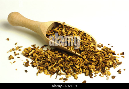 Medicinal plant Süßholz Lakritzwurzel Glycyrrhiza glabra Liquorice root ...