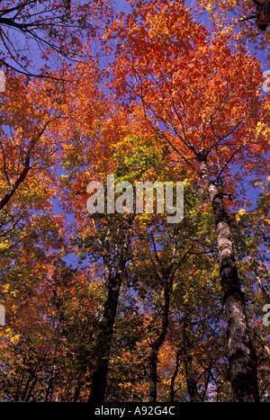 Fall Colors in New Brunswick 11 Stock Photo - Alamy