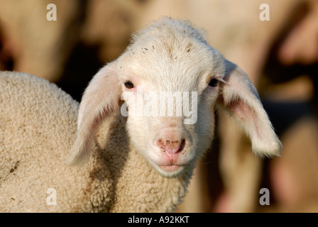 Landschaf Merino, merino sheep Stock Photo - Alamy
