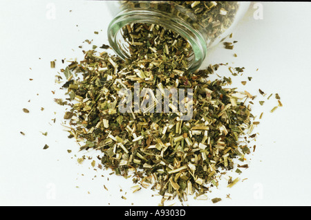 Medicinal plant dried herb of Betony Stachys officinalis Betonie Stock ...