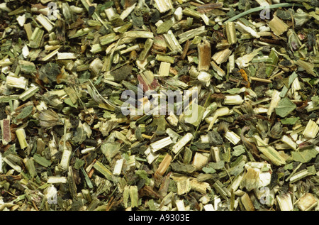 Medicinal plant dried herb of Betony Stachys officinalis Betonie Stock ...
