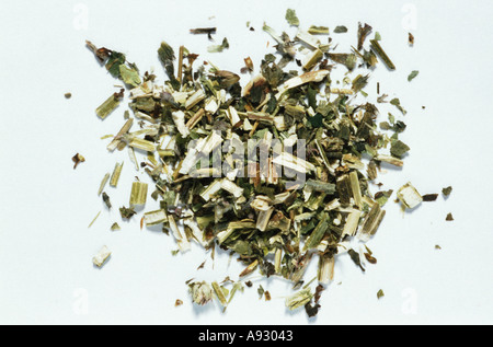 Medicinal plant dried herb of Betony Stachys officinalis Betonie Stock ...