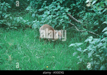 Suni Antelope Nesotragus moschatus near The Ark Aberdares National Park ...