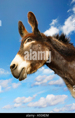 Donkey against blue sky Stock Photo - Alamy