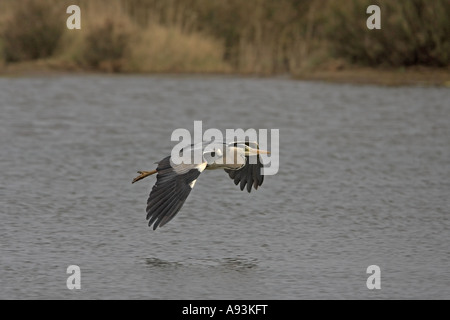 Heron in Flight at Titchwell Marsh Stock Photo - Alamy