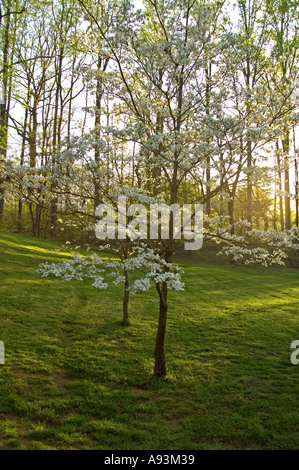 Spring Images Dogwood East Tennessee Stock Photo - Alamy