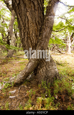 Lenga Forest (Nothofagus pumilio) at Lake Burmeister, Perito Moreno ...