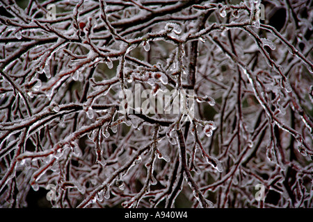 Freezing Rain in the woods Stock Photo - Alamy