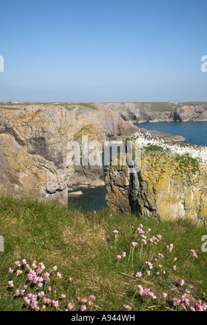 Cliff top thrift Stack Rocks, Castlemartin St Govan's Head ...