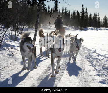 Dog sledding tour on a cold and chilly winter day at the mountains of ...