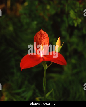Red disa, Disa uniflora South Africa Stock Photo - Alamy