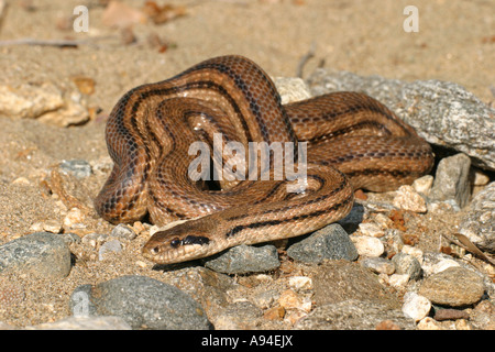 Four lined Snake, Elaphe quatuorlineata, cervone, Colubridae, Italy ...