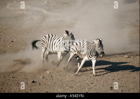 Zebra kicking up dust Stock Photo - Alamy