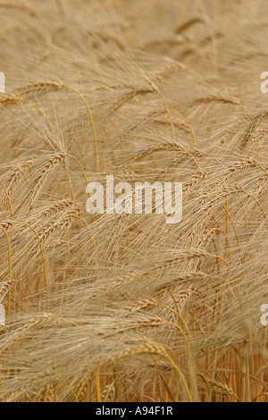 Corn field, Bulgaria Stock Photo - Alamy