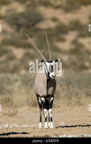 Female Gemsbok Antelope in the Kgalagadi Transfrontier Park, Southern ...
