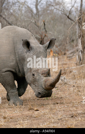 Rhino wildlife bull with its horn walking though the grassland bush in ...