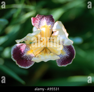 Horizontal view of a yellow iris flower with a large green bud Stock ...