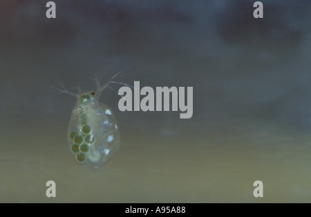 Water Flea, Daphnia sp. On pond Stock Photo - Alamy
