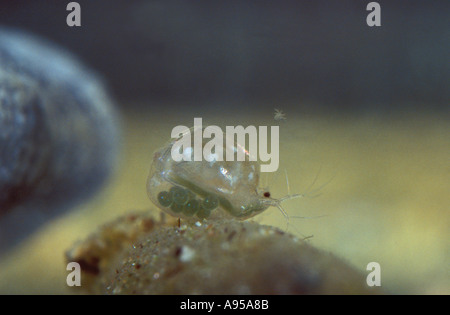 Water Flea, Daphnia sp. On pond Stock Photo - Alamy