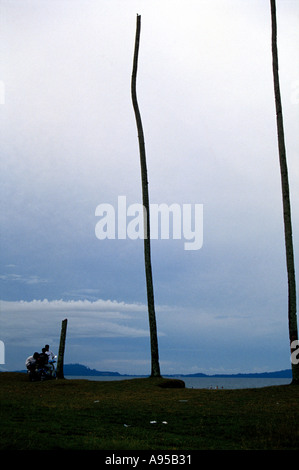 Dead coconut trees by seaside Stock Photo - Alamy