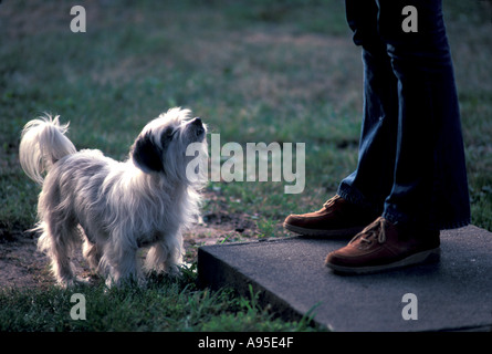 Dog and master Stock Photo - Alamy