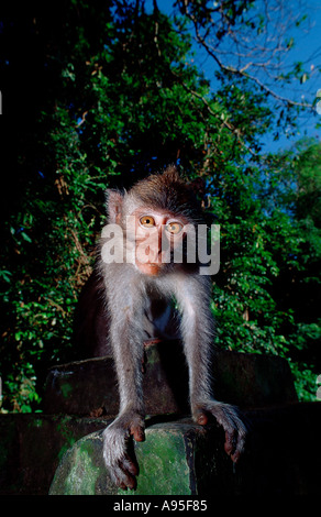 Java monkey Macaca fasciularis Stock Photo - Alamy