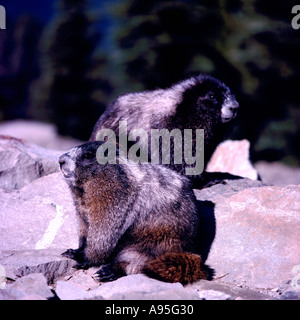 Two touching marmots (Marmota marmota Stock Photo - Alamy