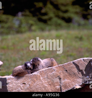 Two touching marmots (Marmota marmota Stock Photo - Alamy
