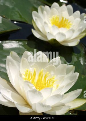 Two White waterlilies (Nymphaea alba) flowers close up Stock Photo - Alamy