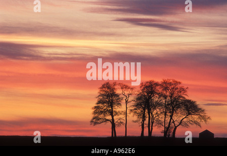 Sunset over trees Stock Photo - Alamy