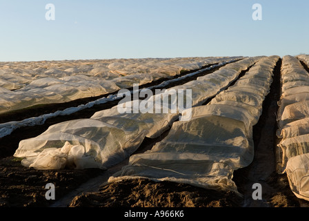 Plastic sheeting covering farm land, polythene sheeting used for crop ...