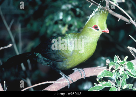 Schalow's Turaco (Tauraco schalowi Stock Photo - Alamy