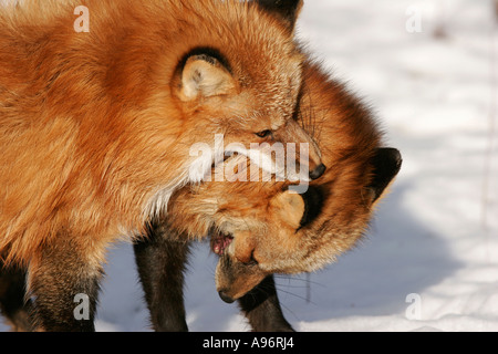 Two male red fox fighting in the snow during the mating period. Wild ...
