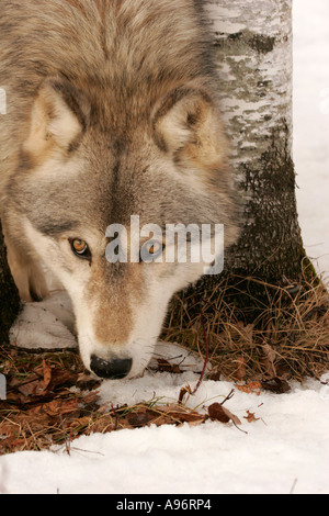 Timber Wolf (Canis lupus) smelling tree trunk, Montana Stock Photo - Alamy