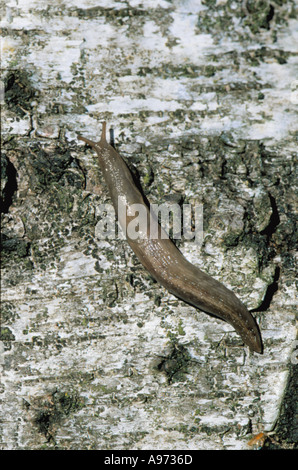Tree Slug - Limax marginatus Stock Photo - Alamy