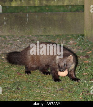 Pine Marten stealing an egg Stock Photo - Alamy