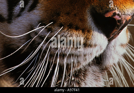tiger nose closeup Stock Photo - Alamy